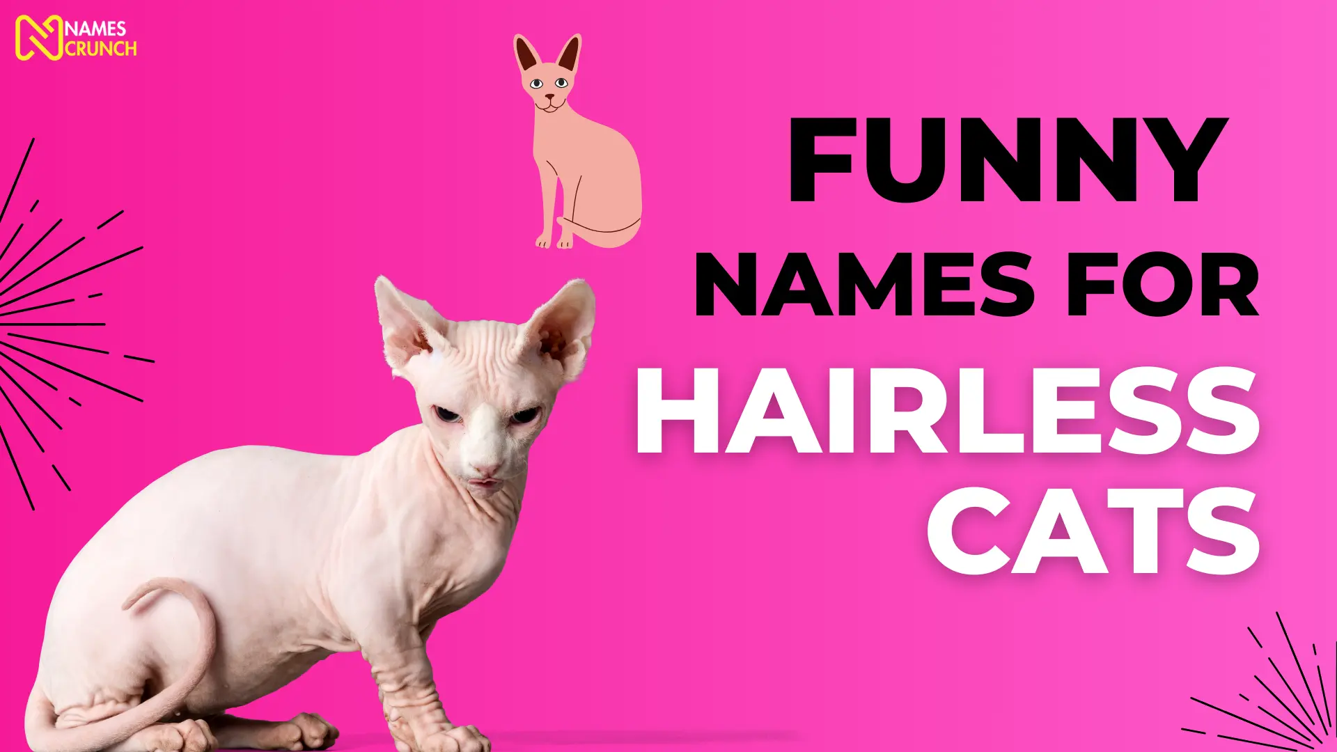 300 Funny Names For Hairless Cats Names Crunch 300 Funny Names For Hairless Cats Names Crunch