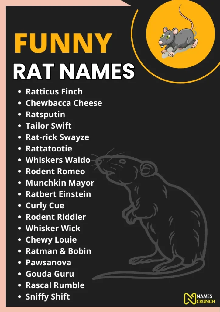 350 Funny Rat Names You ll Love Them Names Crunch 350 Funny Rat Names You ll Love Them Names Crunch