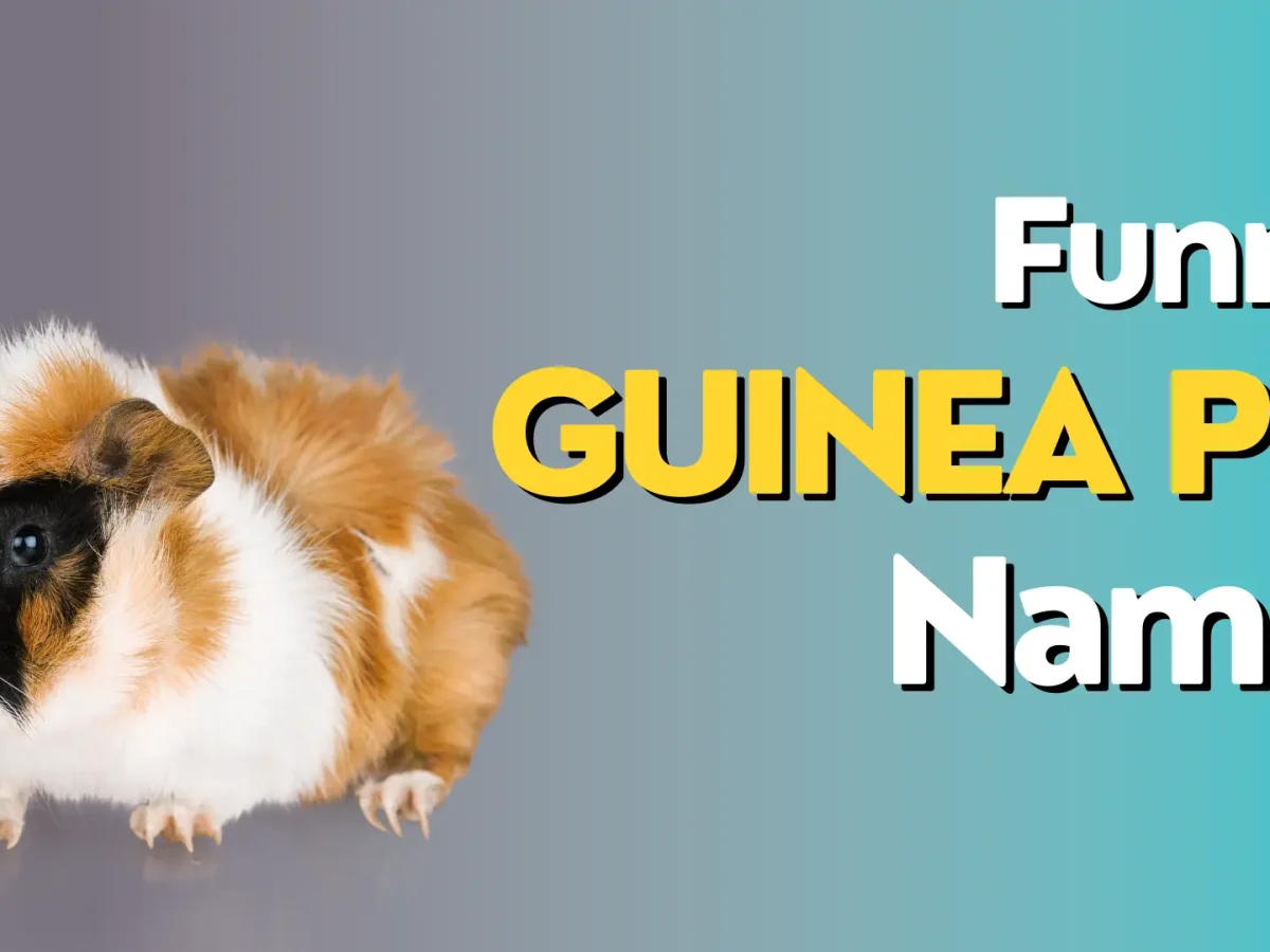 Cute Guinea Pig Names The Top 150 Names For Guinea Pigs (male And